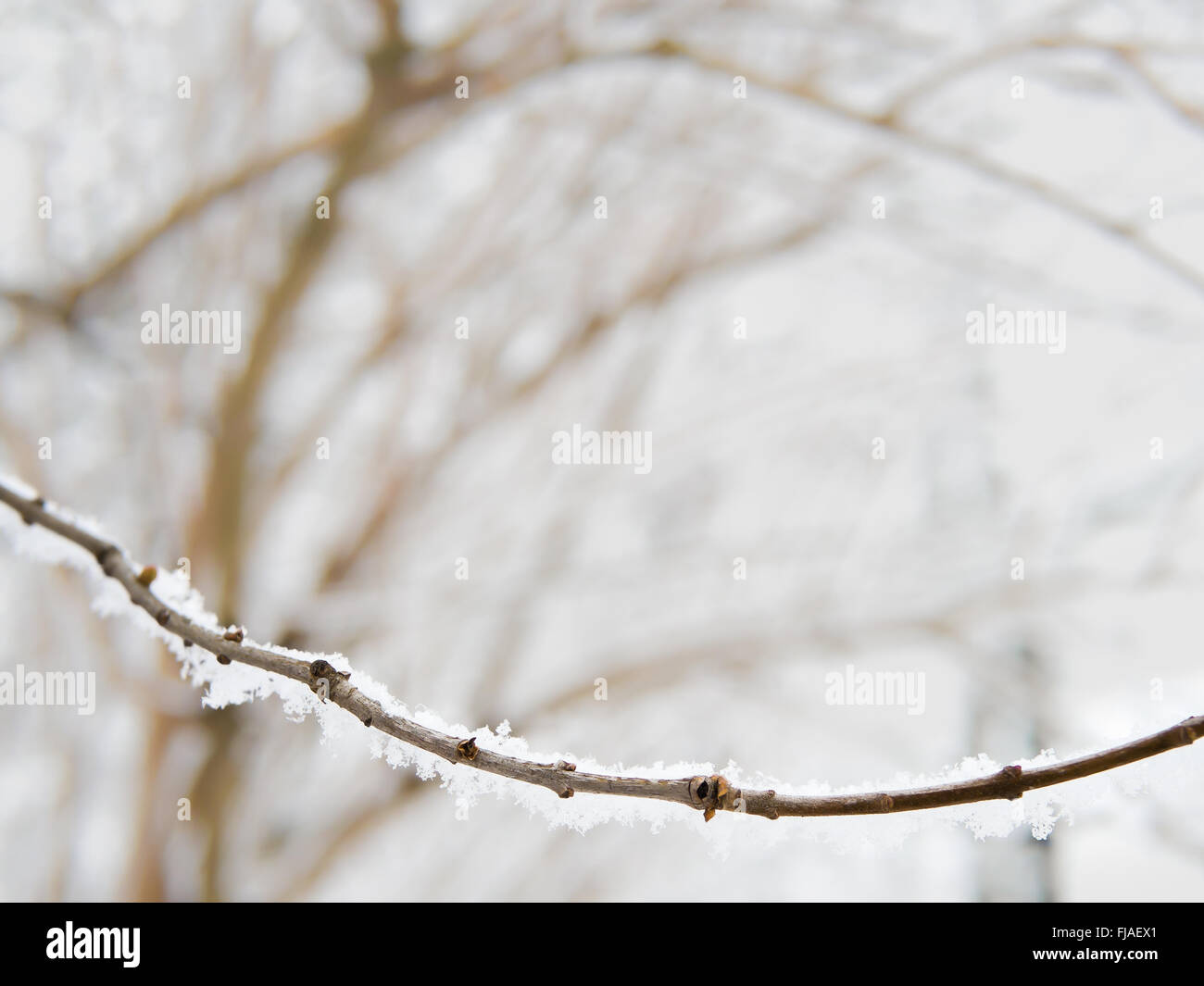 Twig covered with snow, wintertime, copyspace Stock Photo - Alamy