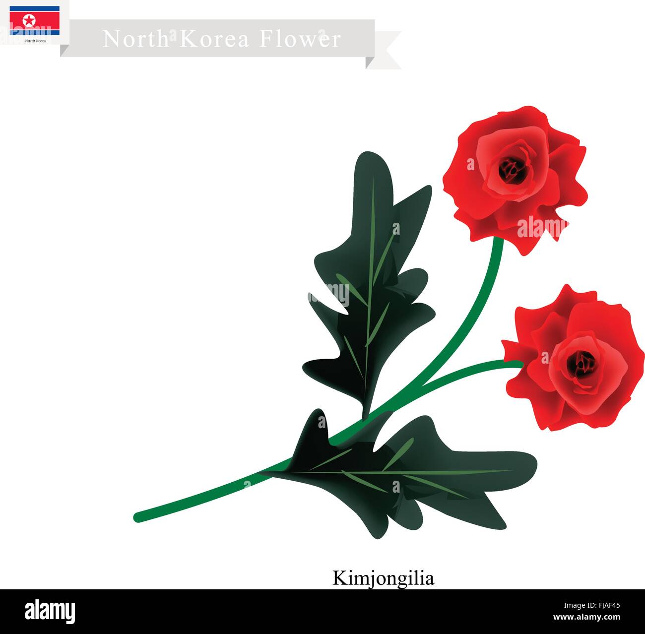 North Korea Flower, Illustration of Kimjongilia or Red Tuberous Begonia ...