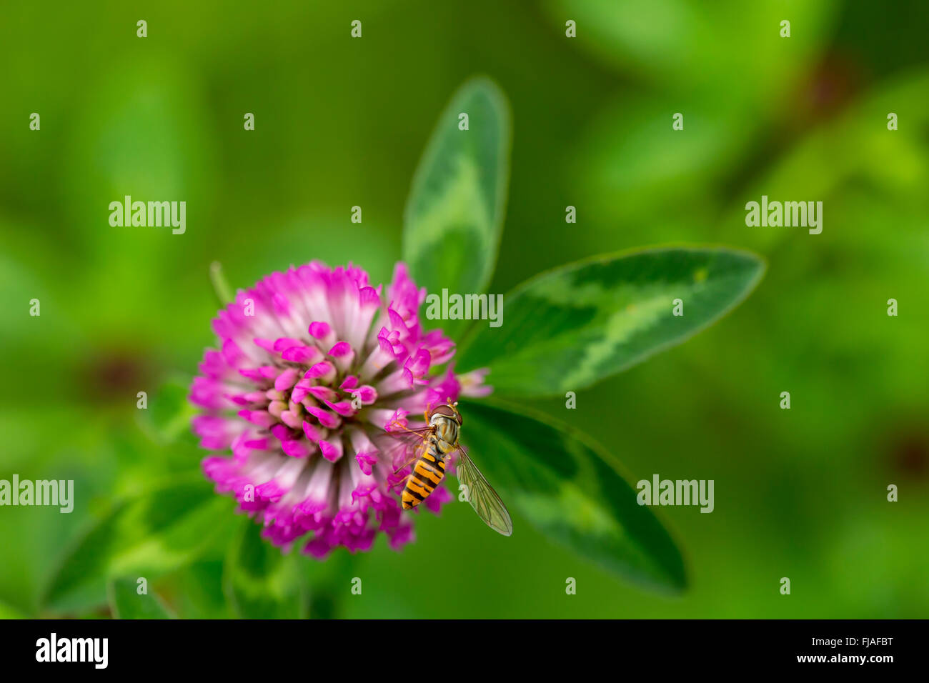 Insect red clover hi-res stock photography and images - Alamy
