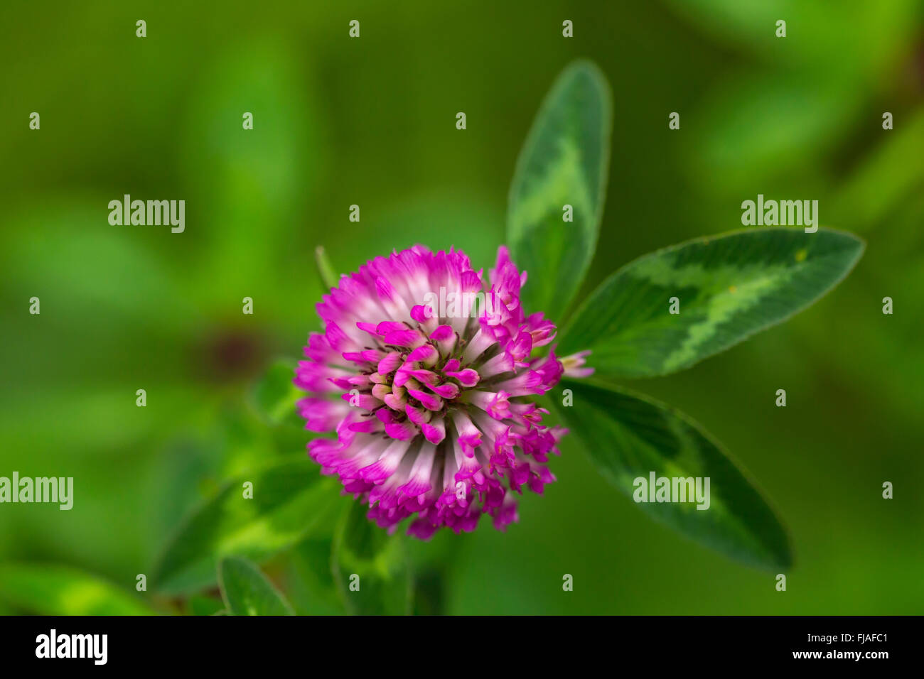 Red Clover Flower Stock Photo - Alamy