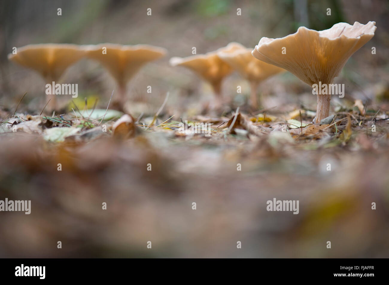 FRUITING BODY OF FUNGI Stock Photo - Alamy