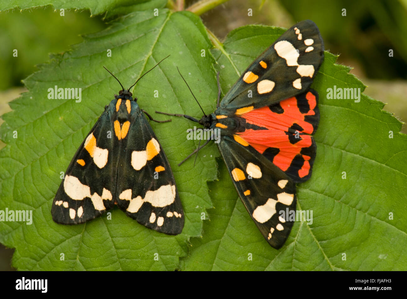 Day flying moths hi-res stock photography and images - Alamy