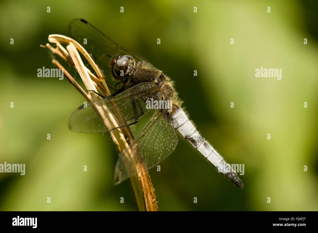 MALE SCARCE CHASER DRAGONFLY,LIBELLULA FULVA Stock Photo - Alamy
