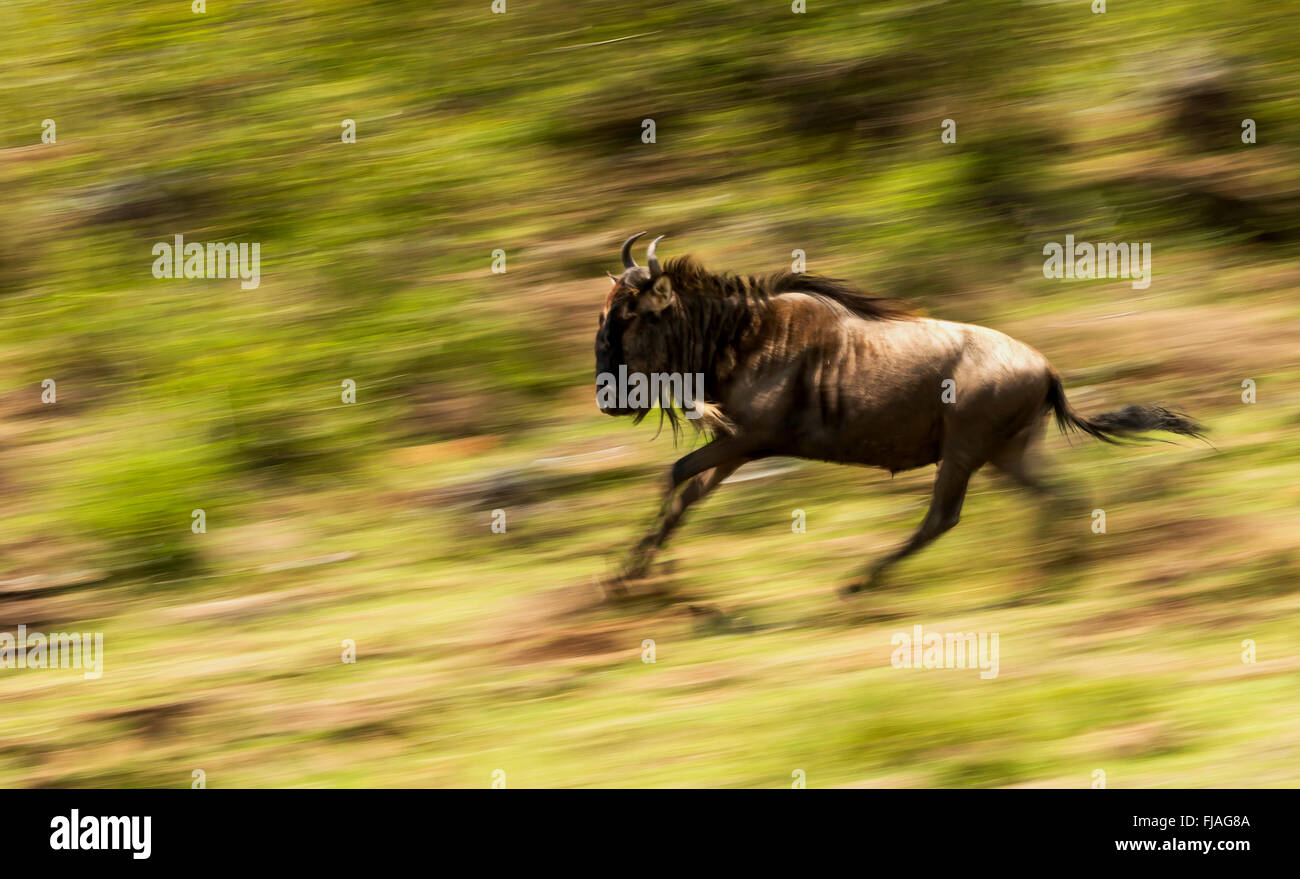 Blue or common wildebeest running (Connochaetes taurinus) Masai Mara ...
