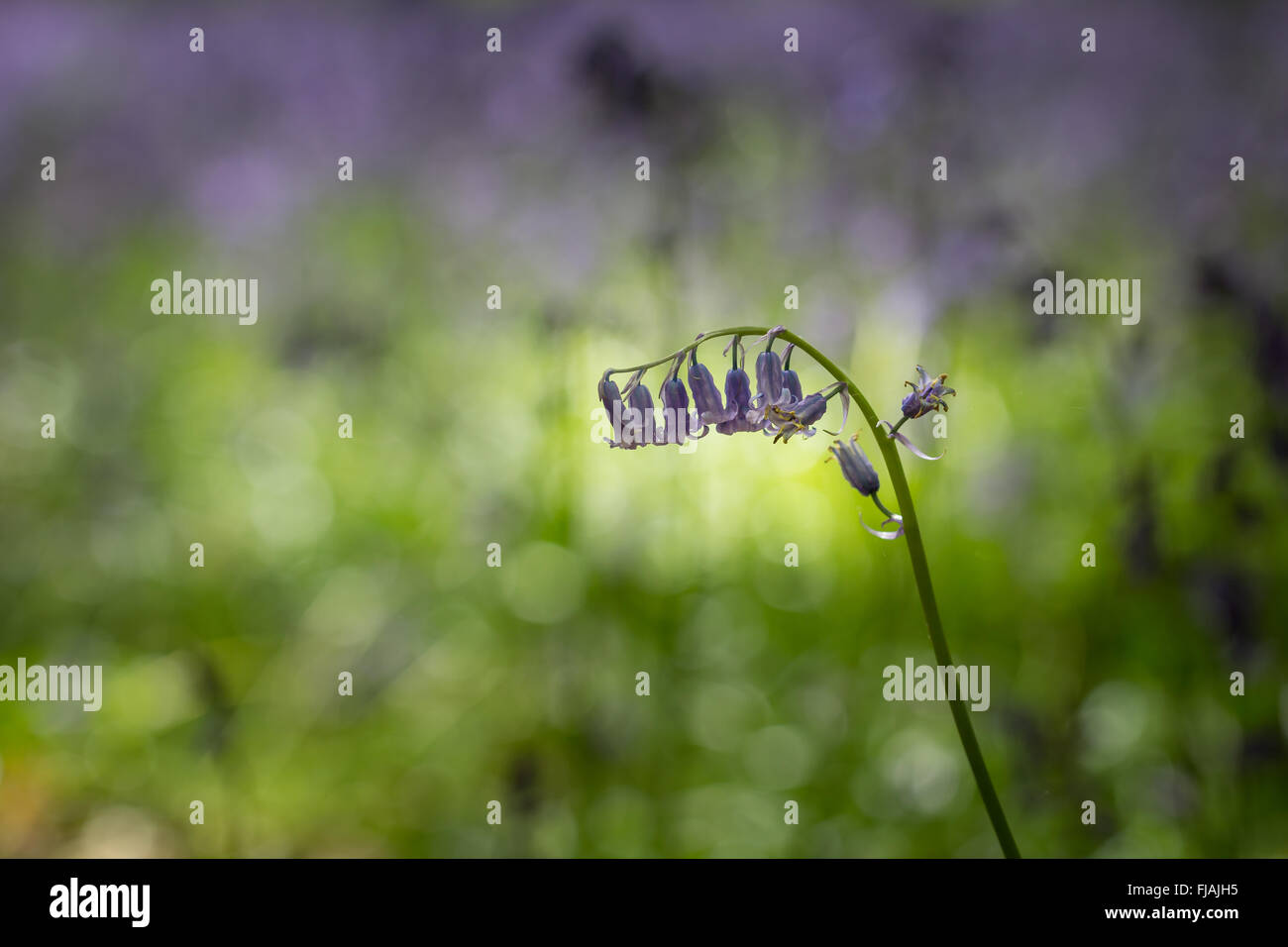 5429 hi-res stock photography and images - Alamy