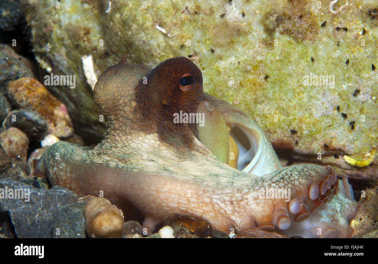 Octopus is camouflaged among the rocks Stock Photo - Alamy