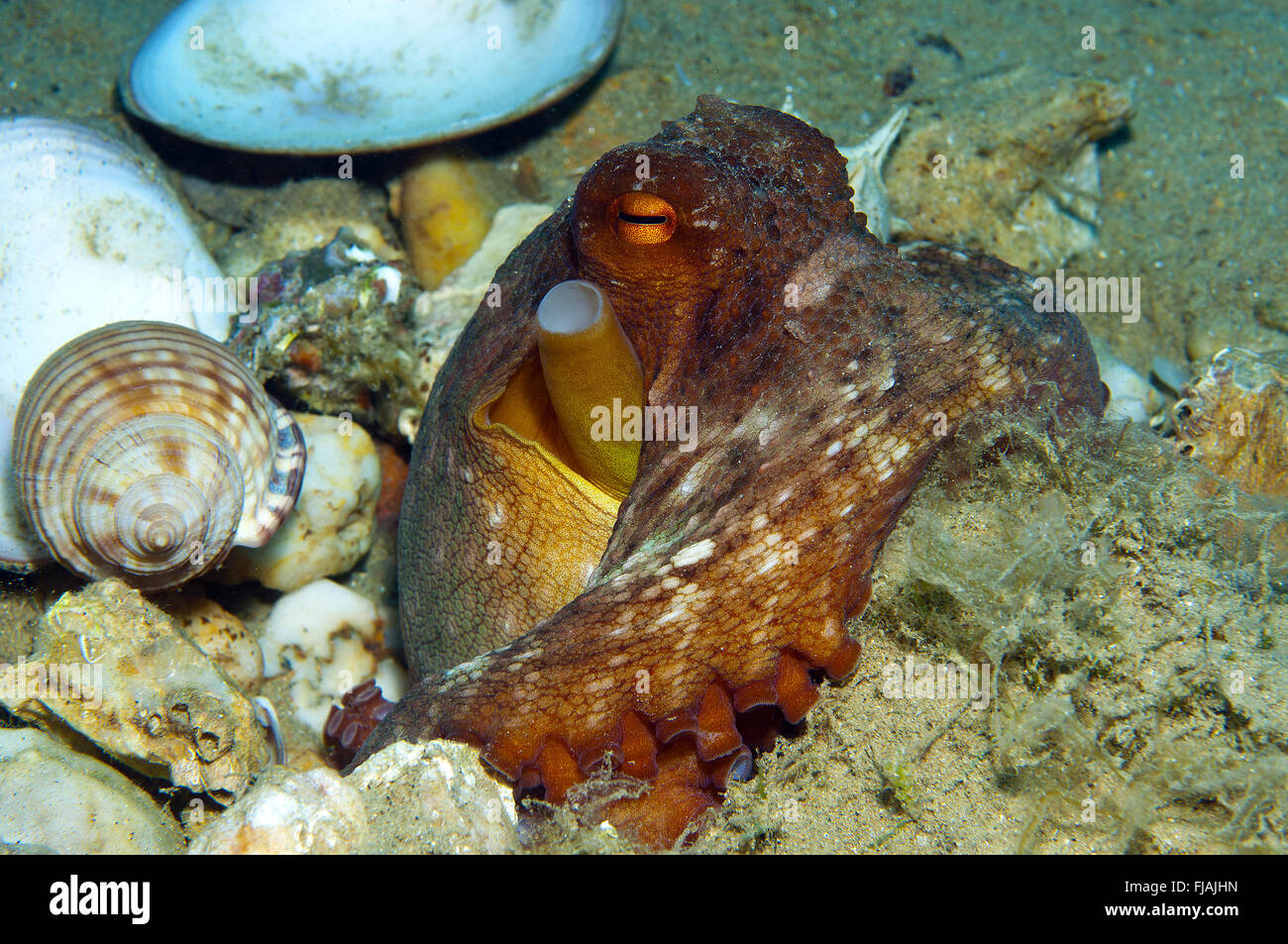 Octopus is camouflaged among the rocks Stock Photo - Alamy