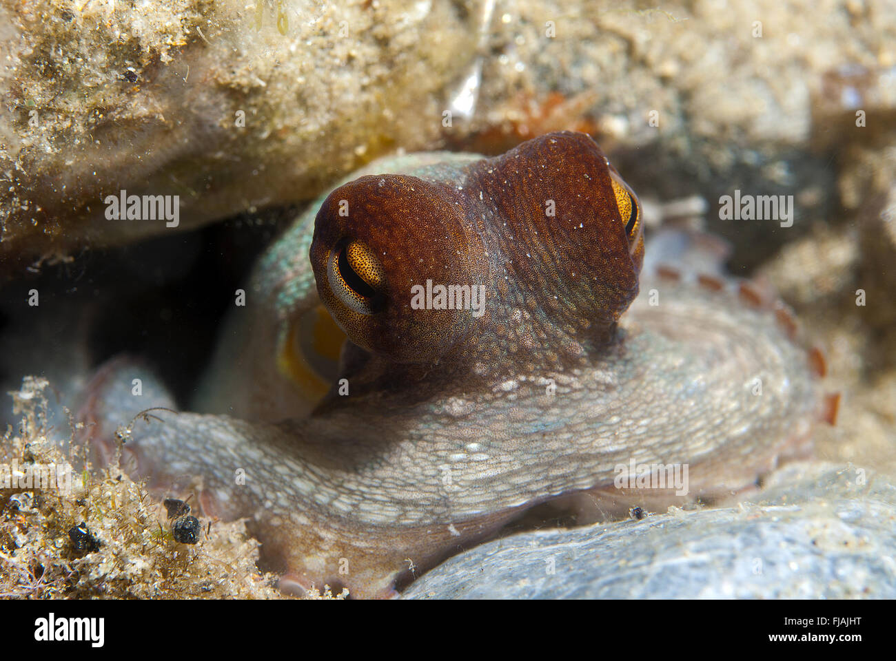 Octopus is camouflaged among the rocks Stock Photo - Alamy