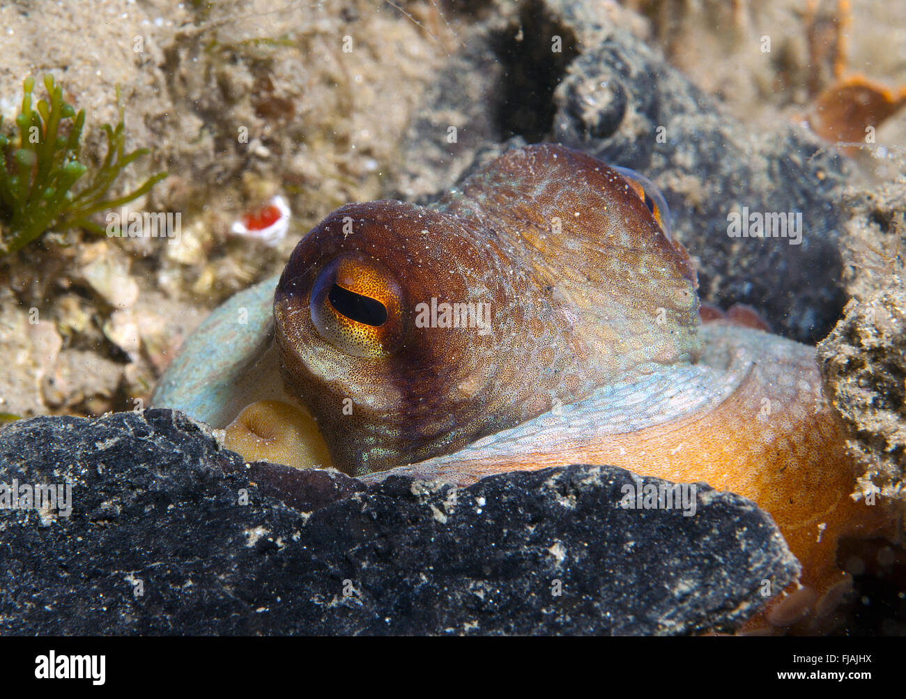 Mollusc underwater croatia octopus hi-res stock photography and images ...