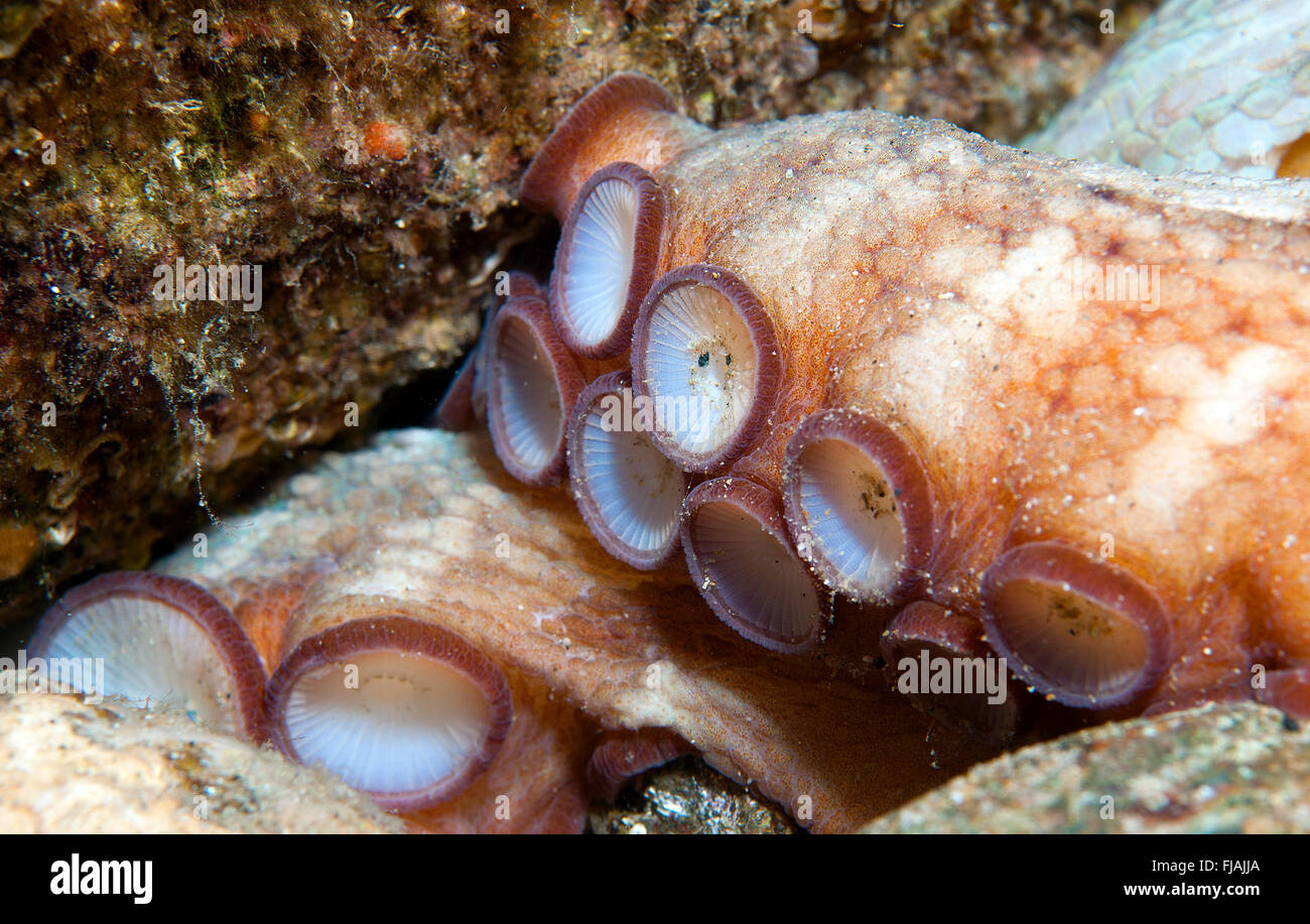 Octopus is camouflaged among the rocks Stock Photo - Alamy