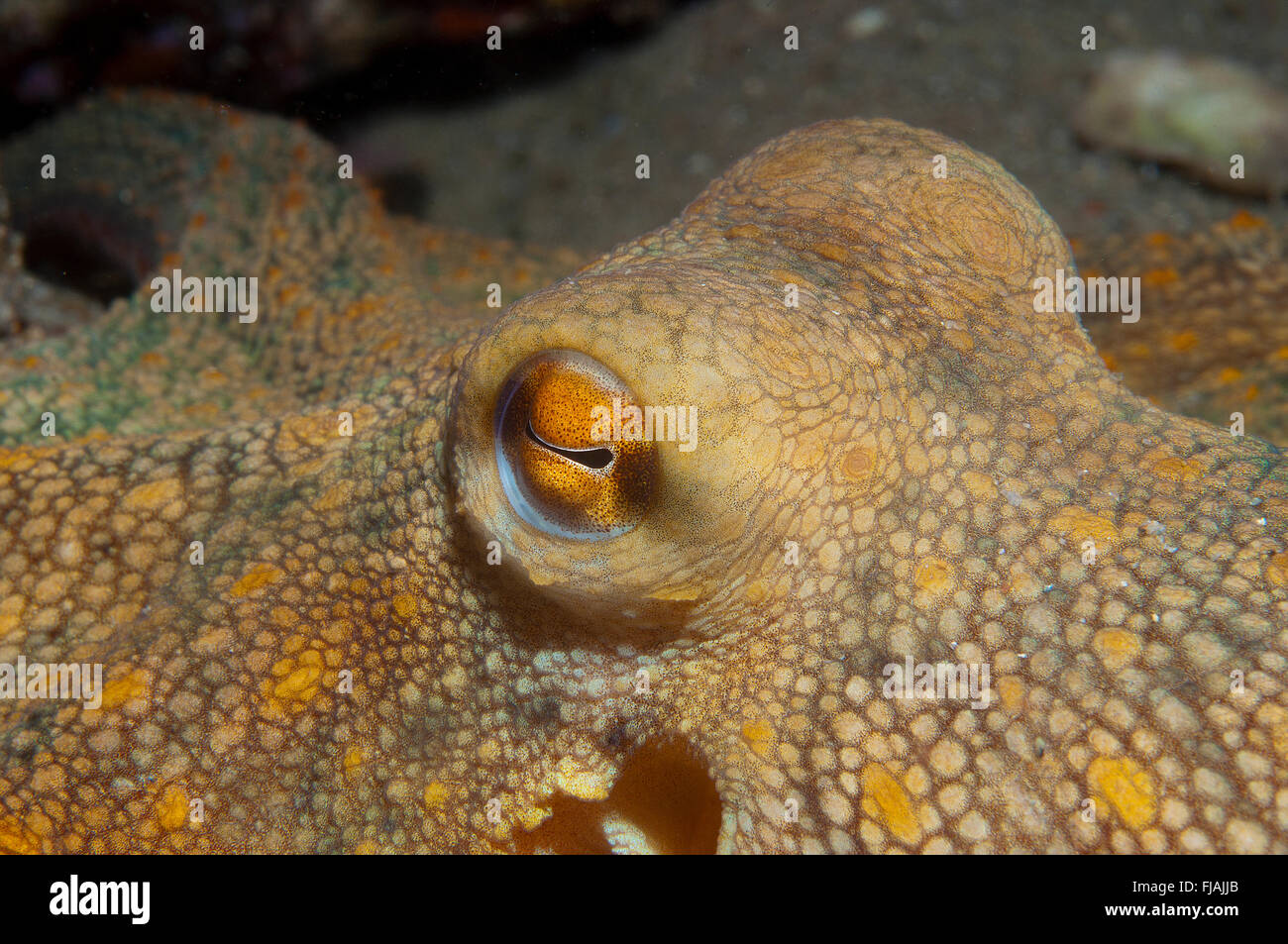 Mollusc underwater croatia octopus hi-res stock photography and images ...