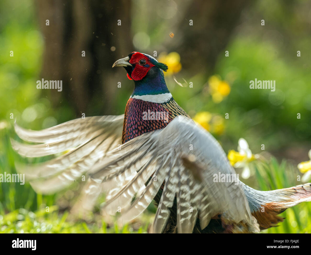 Beautiful Male Ring-necked Pheasant (Phasianus colchicus). Depicted ...