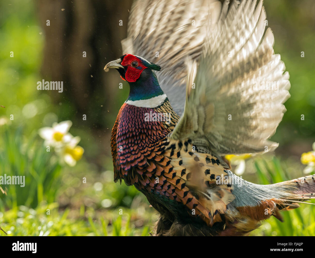 Beautiful Male Ring-necked Pheasant (Phasianus colchicus). Depicted ...