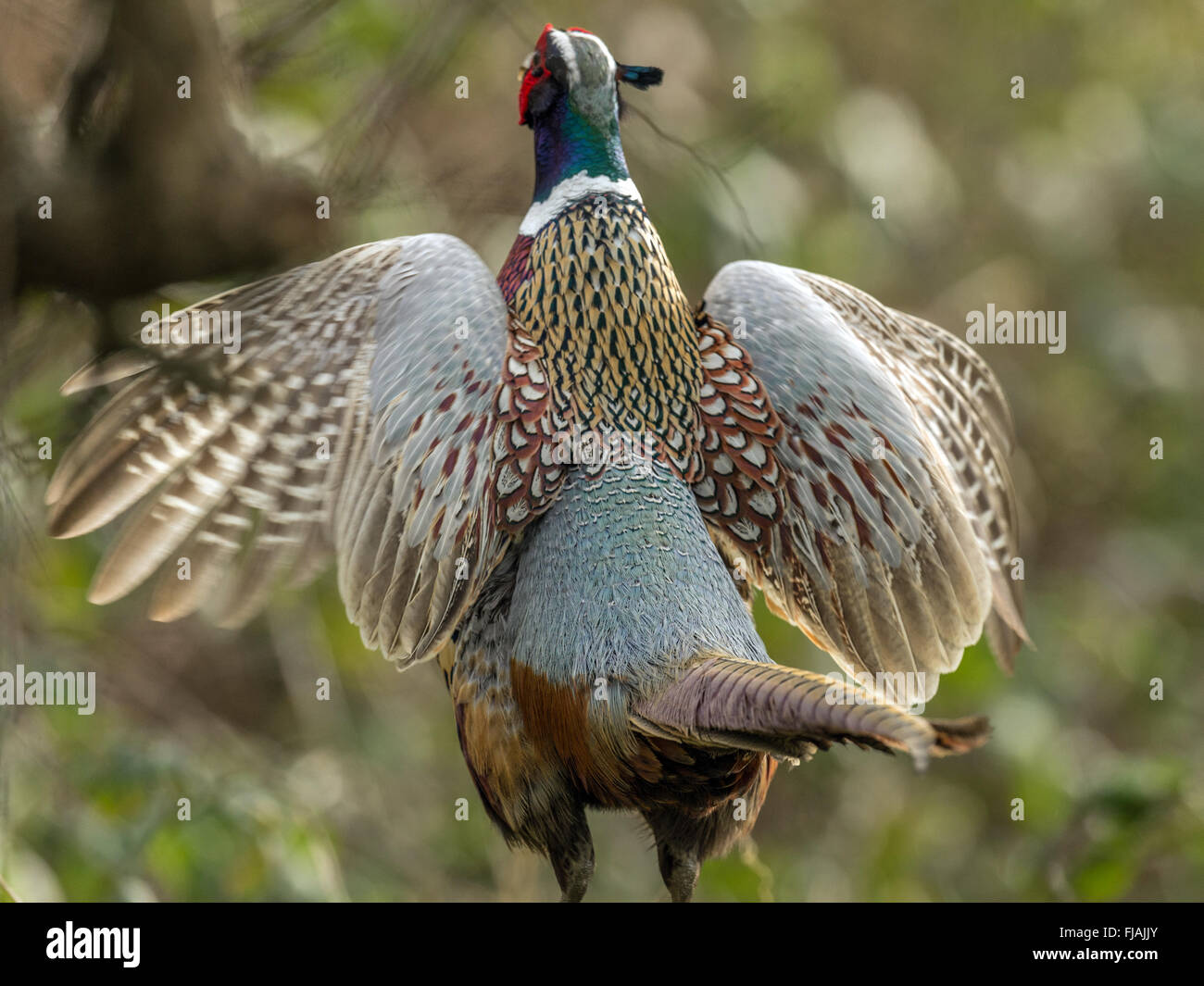 Beautiful Male Ring-necked Pheasant (Phasianus colchicus). Depicted ...