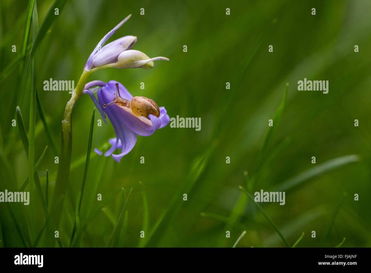 Bluebell and Baby Snail Stock Photo - Alamy