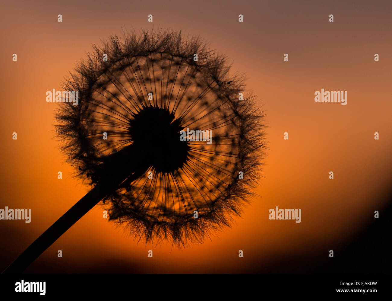 Dandelion sunset hi-res stock photography and images - Alamy