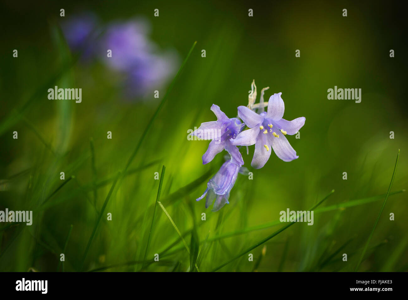 The First Bluebells Stock Photo - Alamy