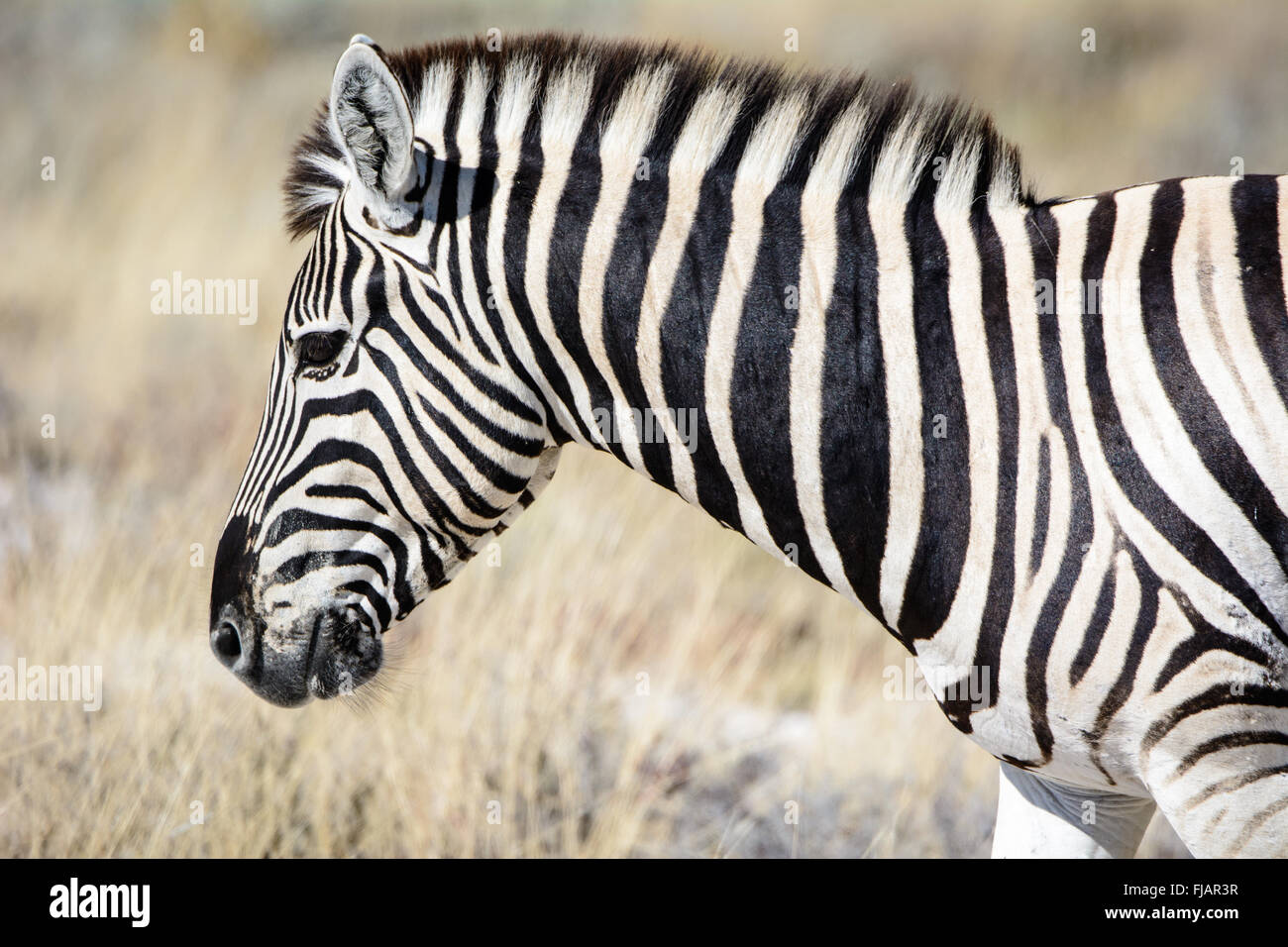 Head shot of a Zebra Stock Photo - Alamy