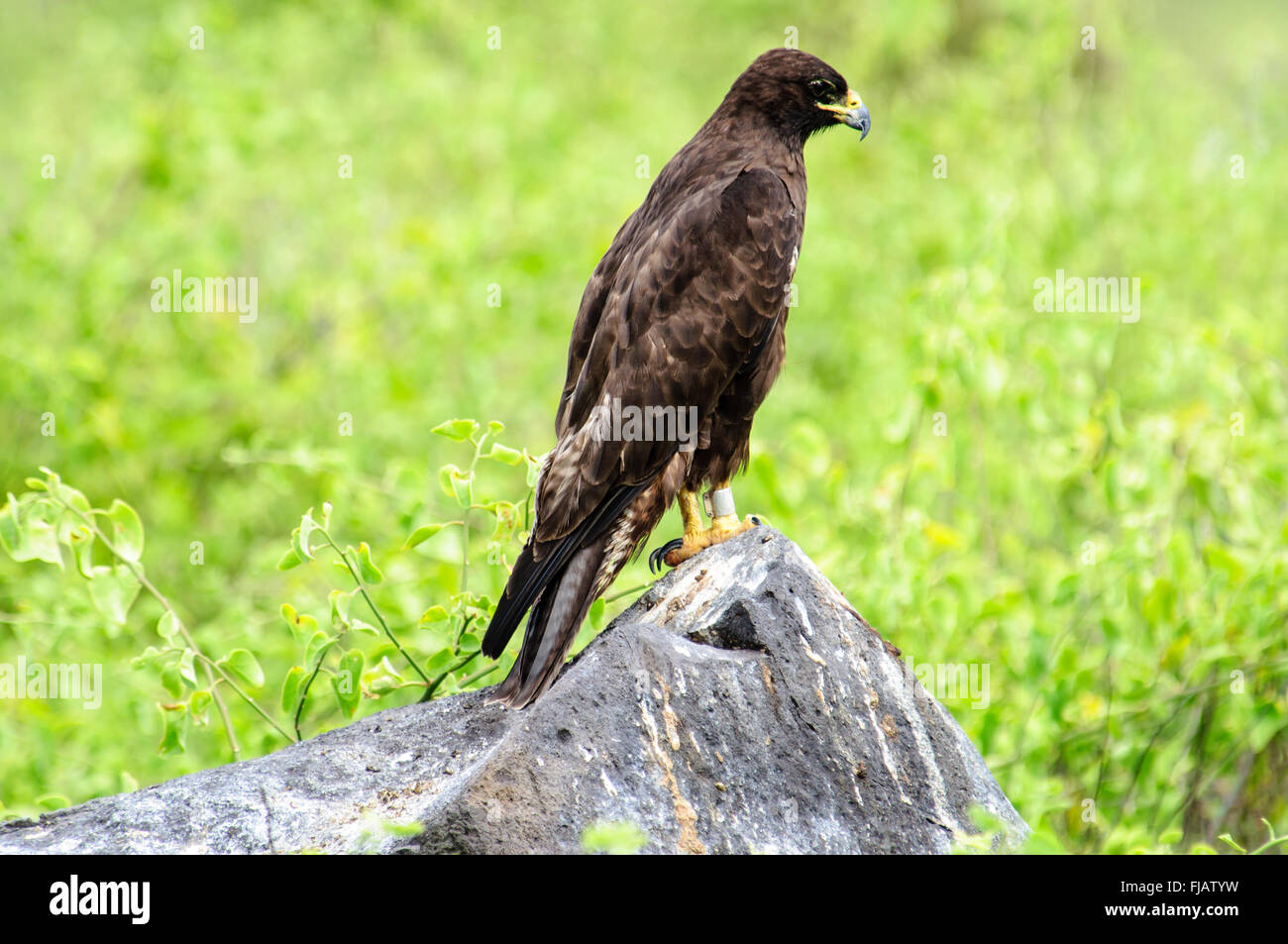 Galapagos Hawk on a rock Stock Photo - Alamy