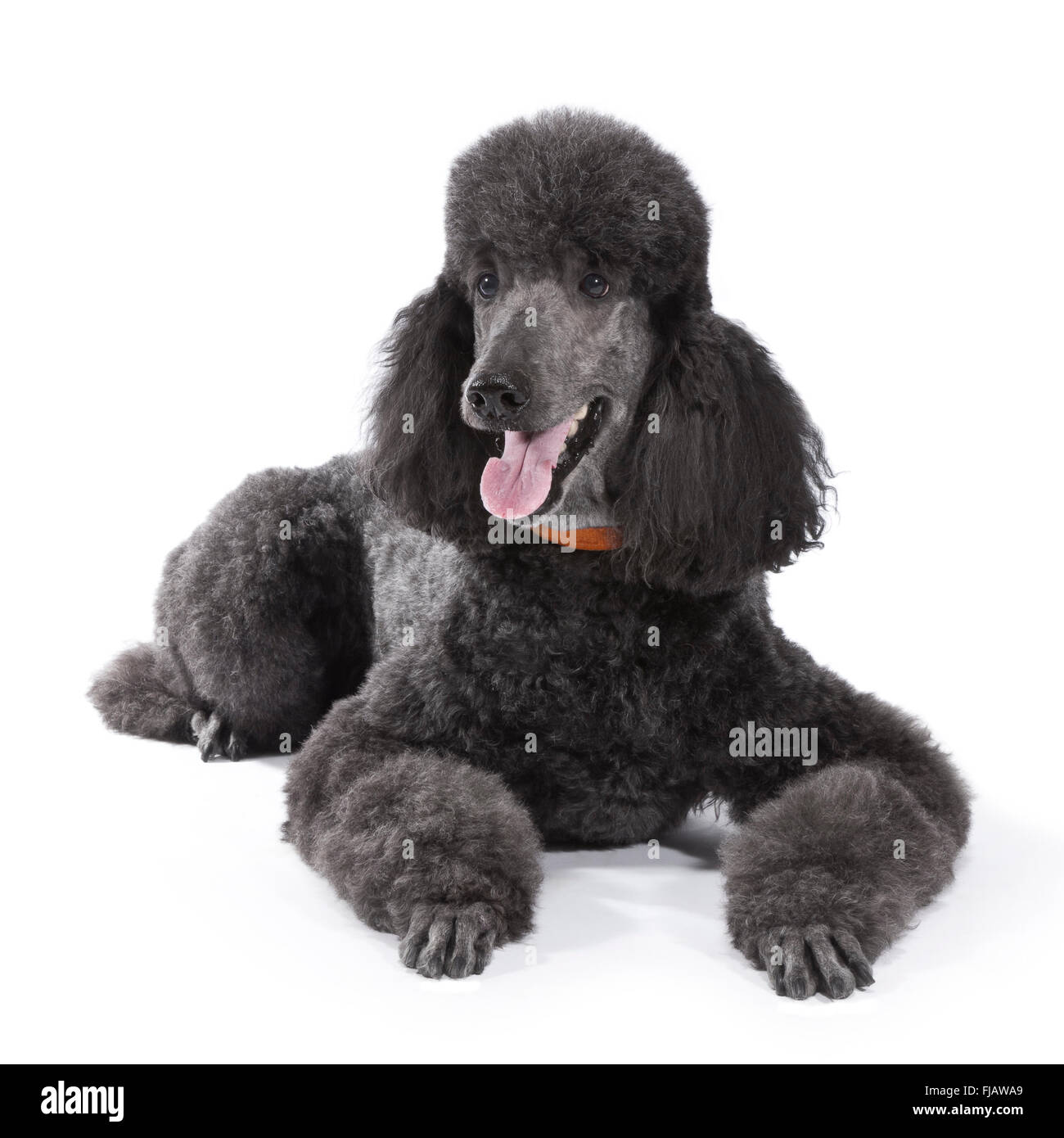 Large poodle hi-res stock photography and images - Alamy