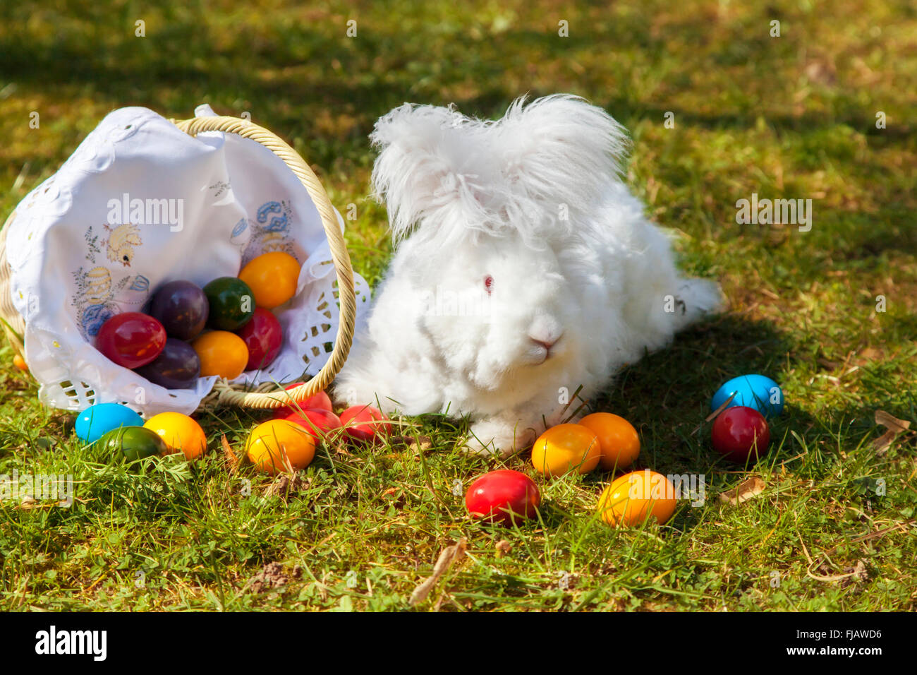 Cute white fluffy angora bunny rabbit sitting on grass, straw with ...