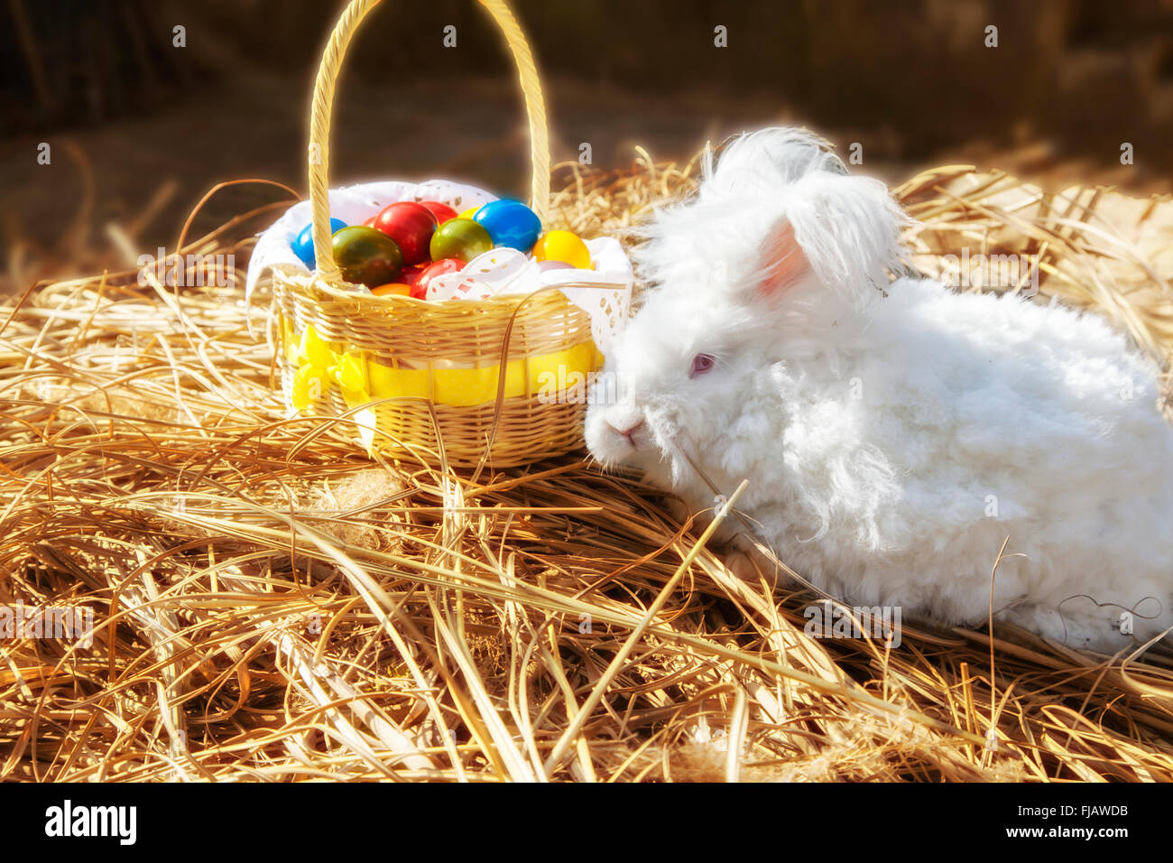 Cute white fluffy angora bunny rabbit sitting on grass, straw with ...