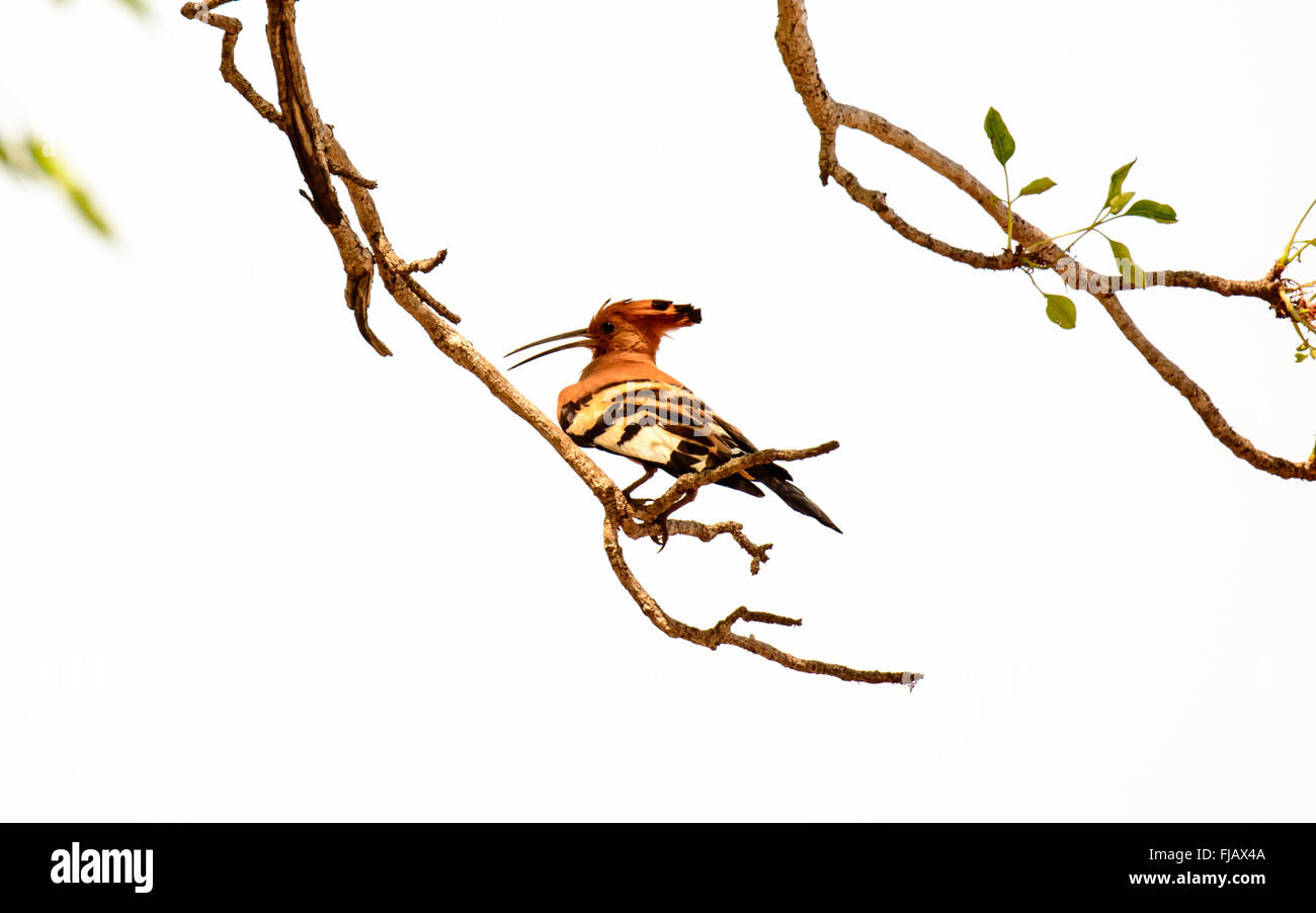 African Hoopoe in a tree Stock Photo - Alamy