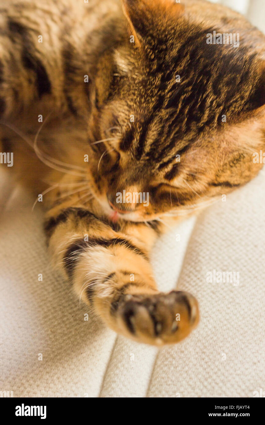 Tiger striped ginger cat hi-res stock photography and images - Alamy