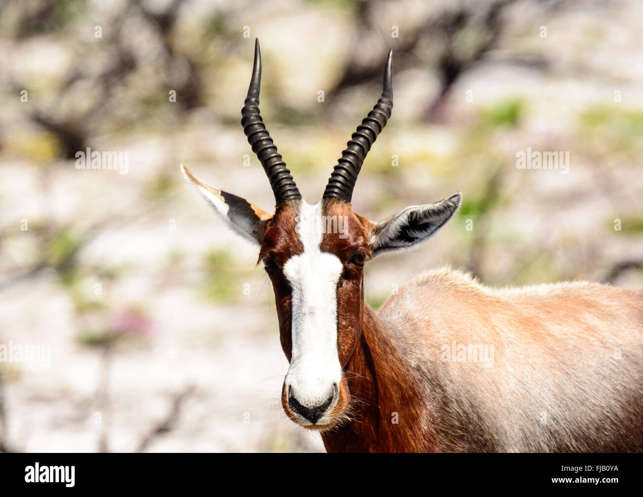 Bontebok hi-res stock photography and images - Alamy