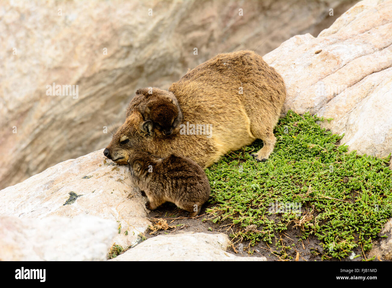dassie with its baby Stock Photo - Alamy