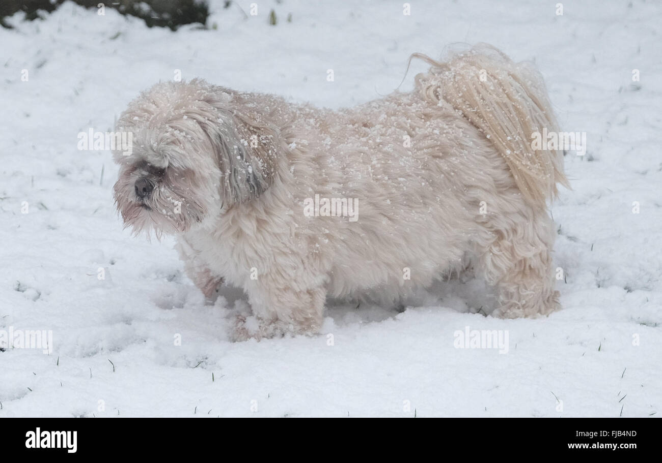 Tara the Lhasa Apso enjoys the snow as blizzards hits Scotland ...