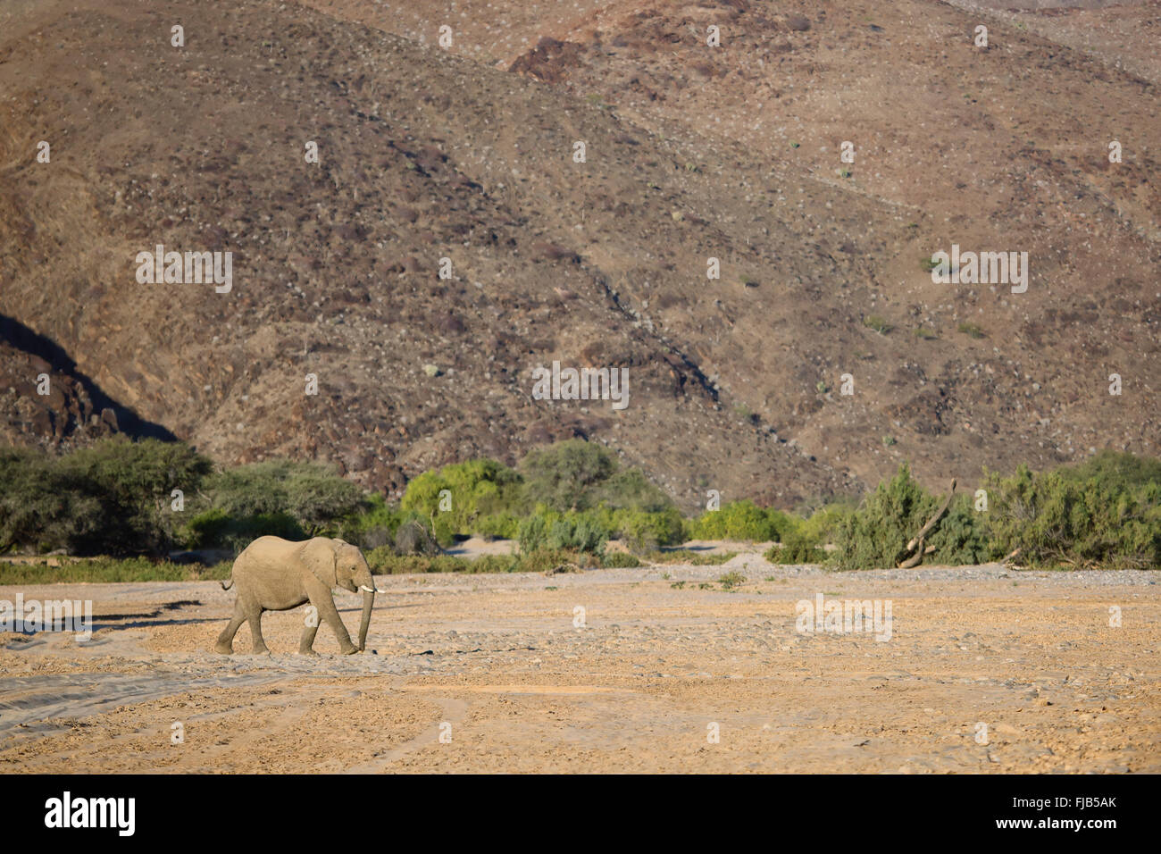 Elephant namibia hi-res stock photography and images - Alamy
