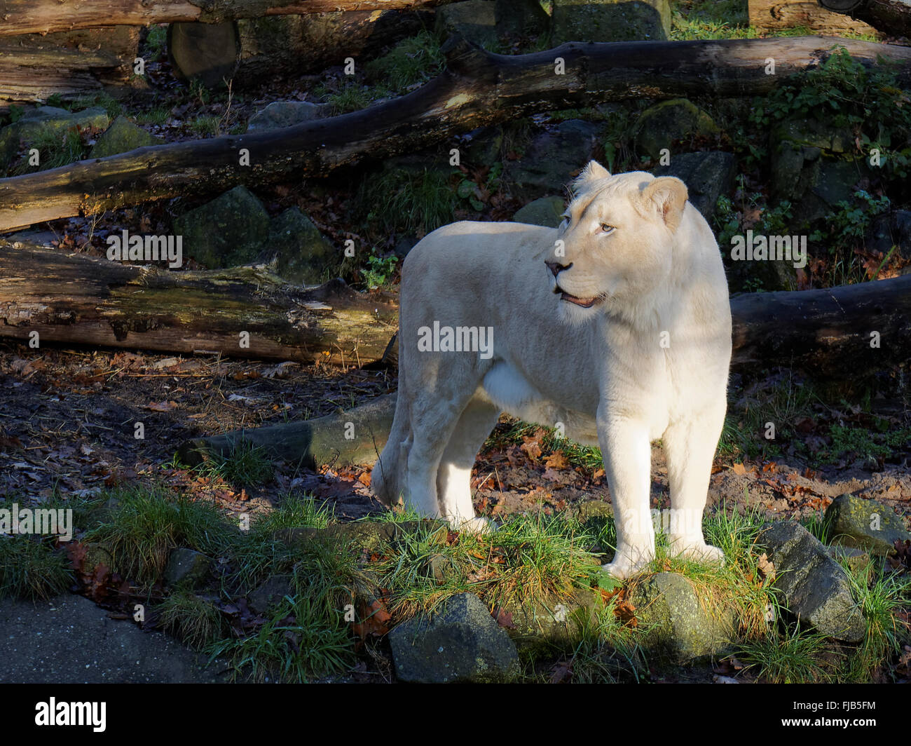 White lion standing in the sun Stock Photo - Alamy