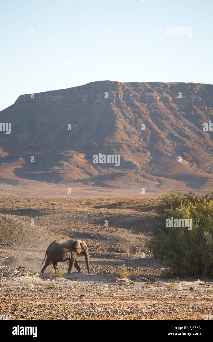Desert Elephant, Namibia Stock Photo - Alamy