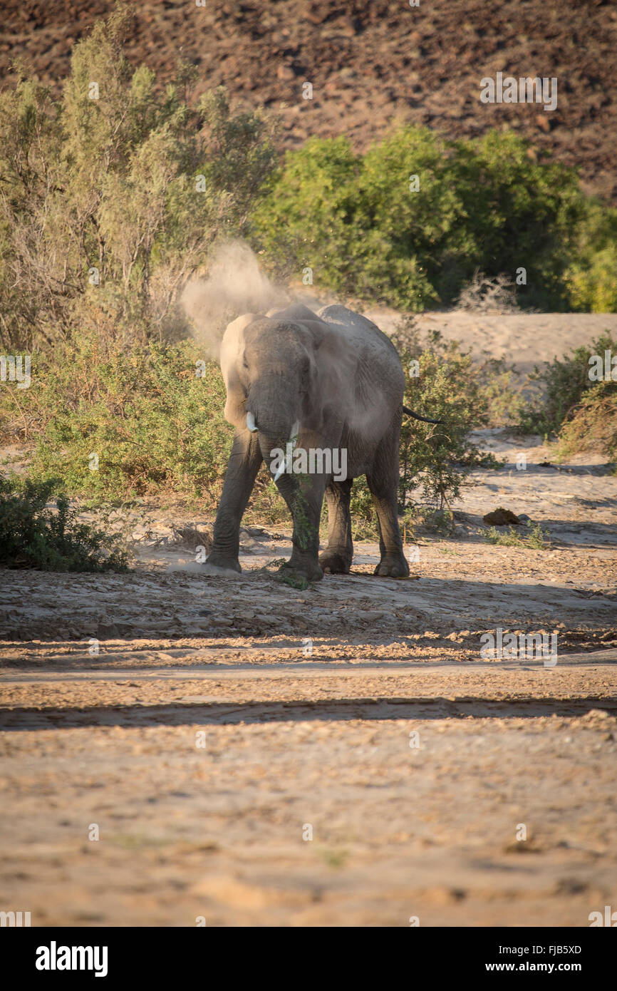 Desert Elephant, Namibia Stock Photo - Alamy