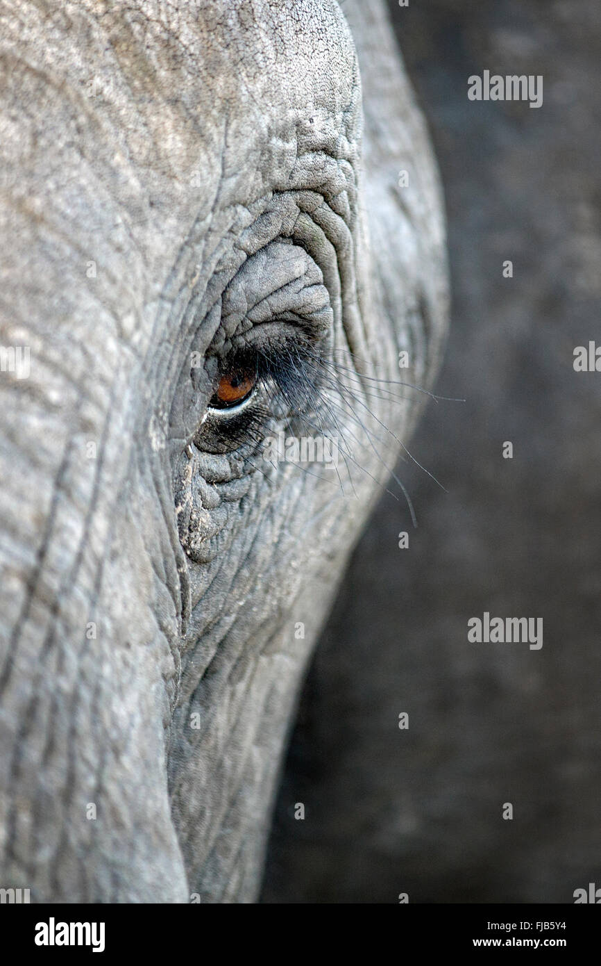 African male elephant portrait hi-res stock photography and images - Alamy