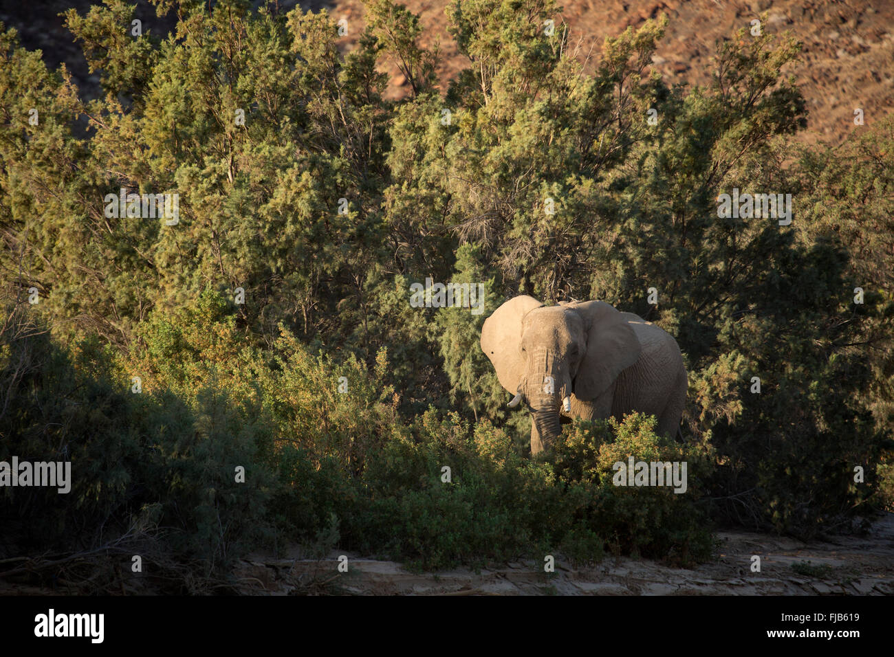 Elephant namibia hi-res stock photography and images - Alamy