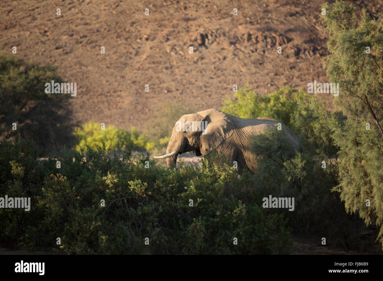 Desert Elephant, Namibia Stock Photo - Alamy