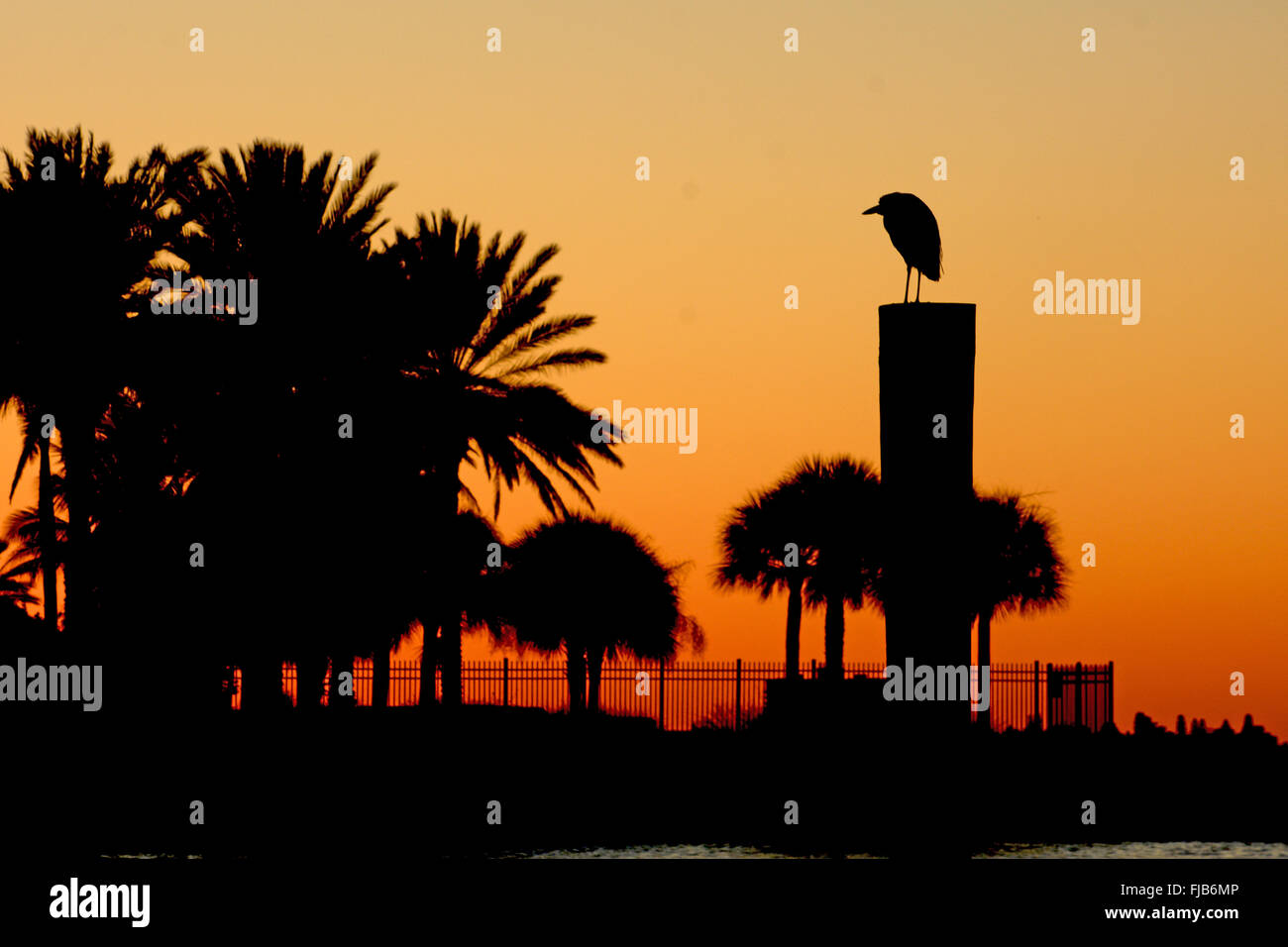 Palm tree and bird hi-res stock photography and images - Alamy