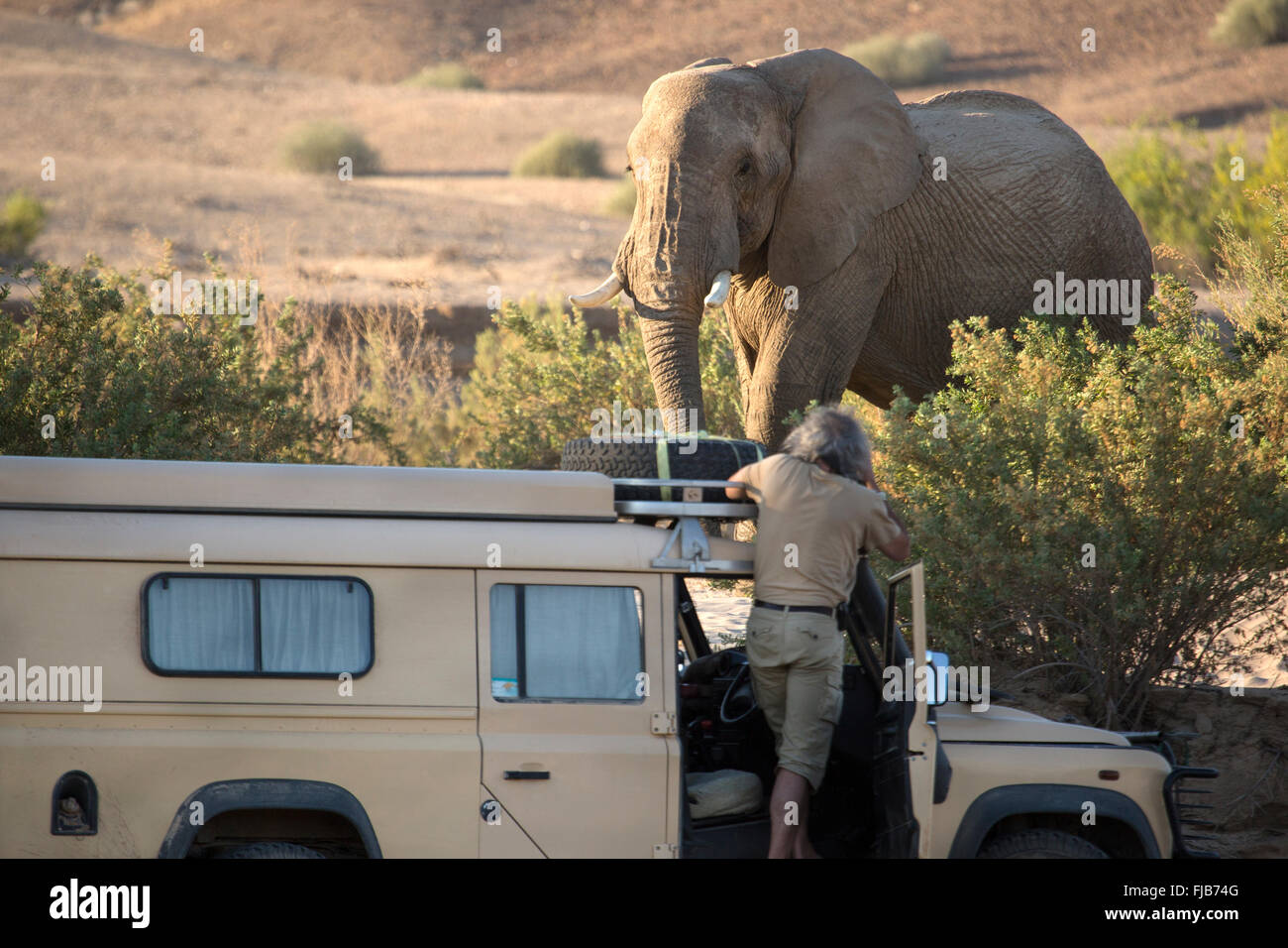 Elephant namibia hi-res stock photography and images - Alamy