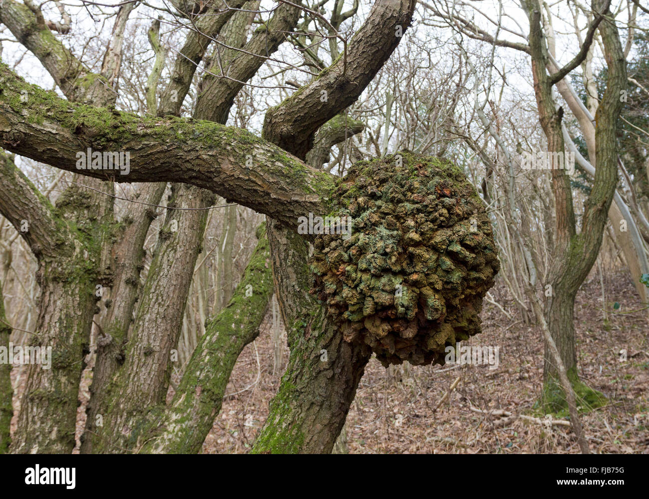 English oak woodland hi-res stock photography and images - Alamy