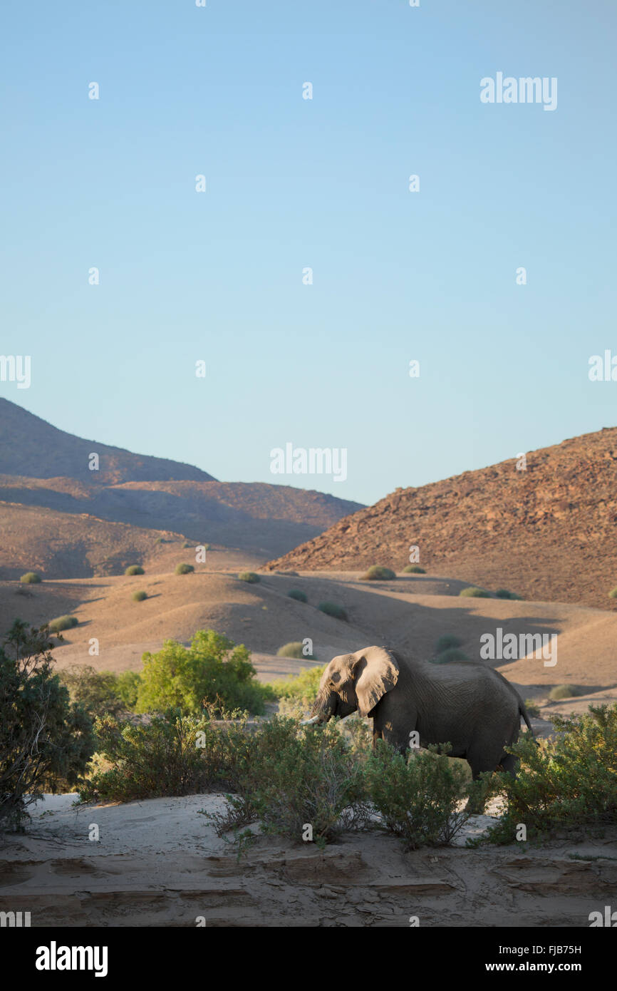 Desert Elephant, Namibia Stock Photo - Alamy