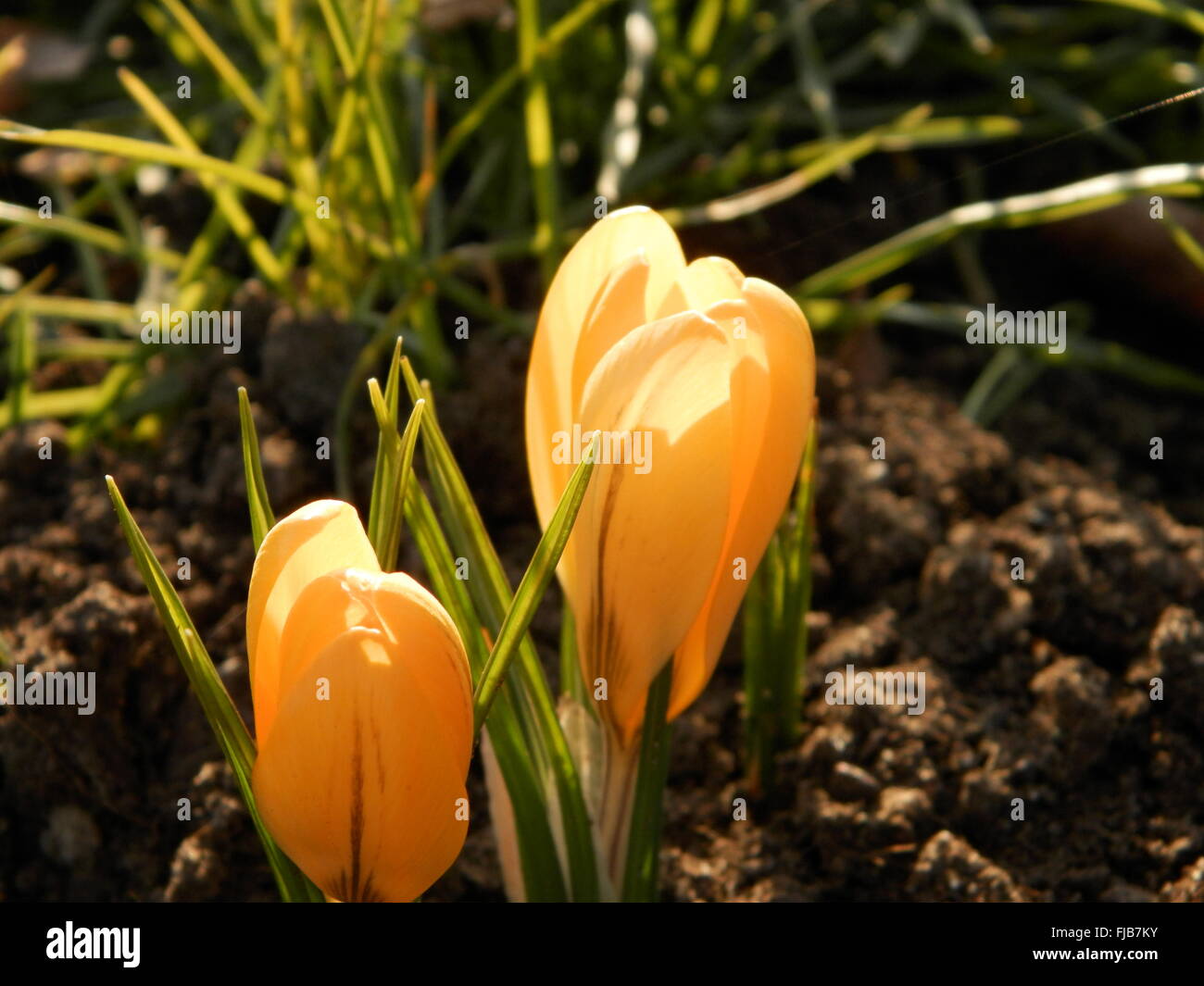 Yellow crocus in park Stock Photo - Alamy
