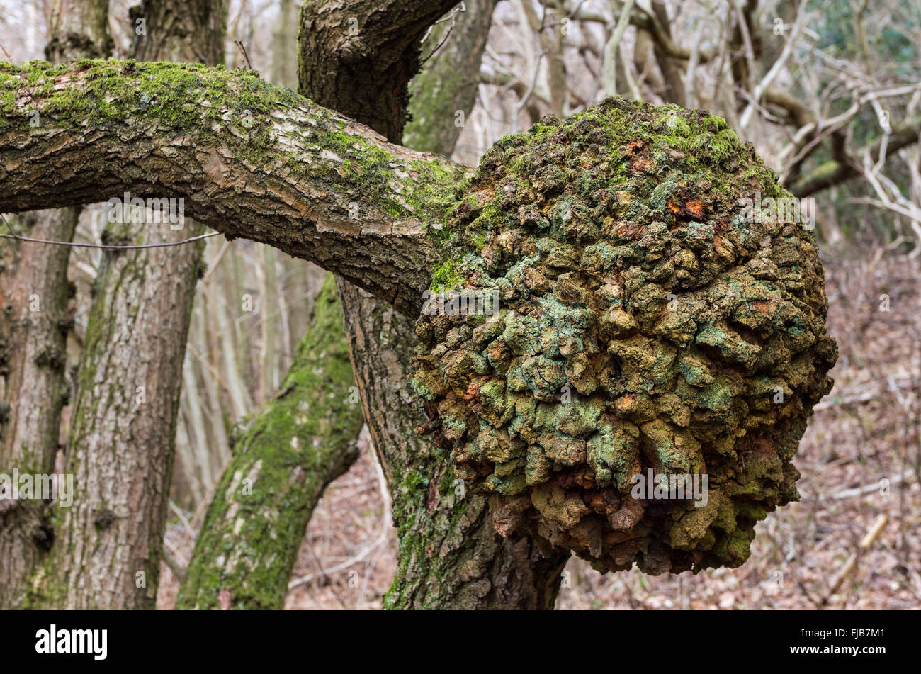 English oak woodland hi-res stock photography and images - Alamy