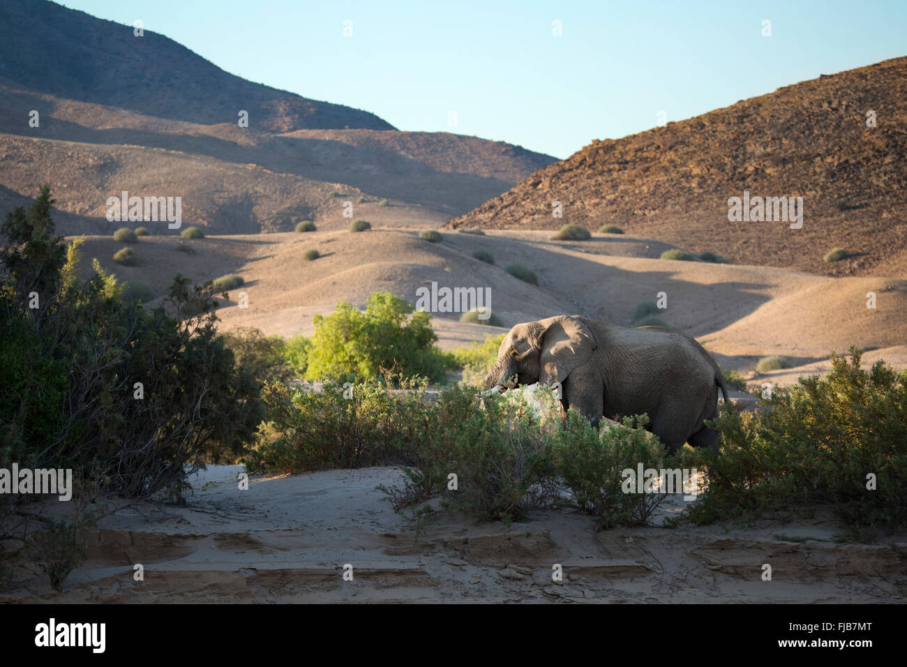 Desert Elephant, Namibia Stock Photo - Alamy