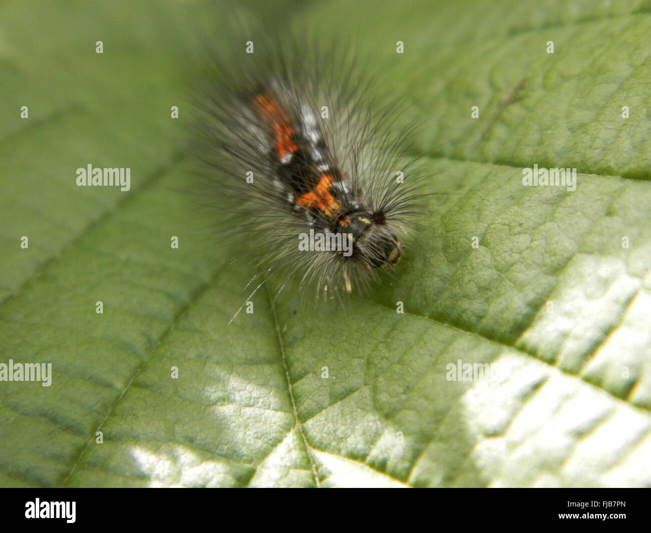 Red tail moth hi-res stock photography and images - Alamy