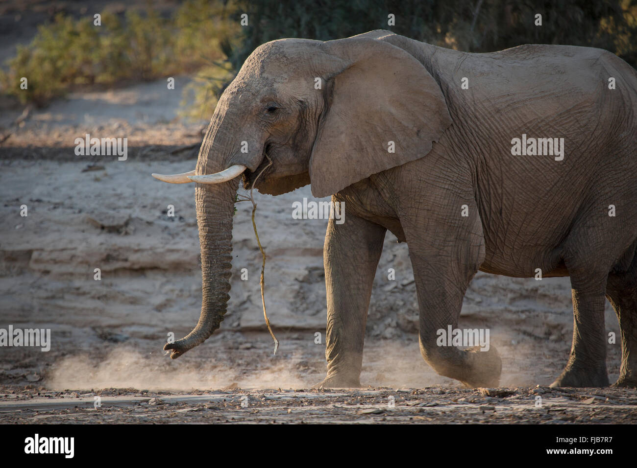 Desert Elephant, Namibia Stock Photo - Alamy