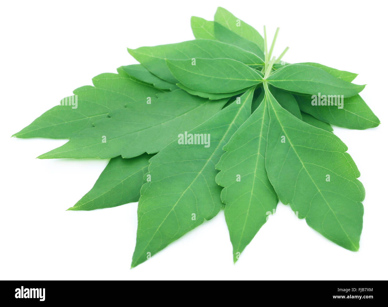 Vitex Negundo or Medicinal Nishinda leaves over white background Stock ...