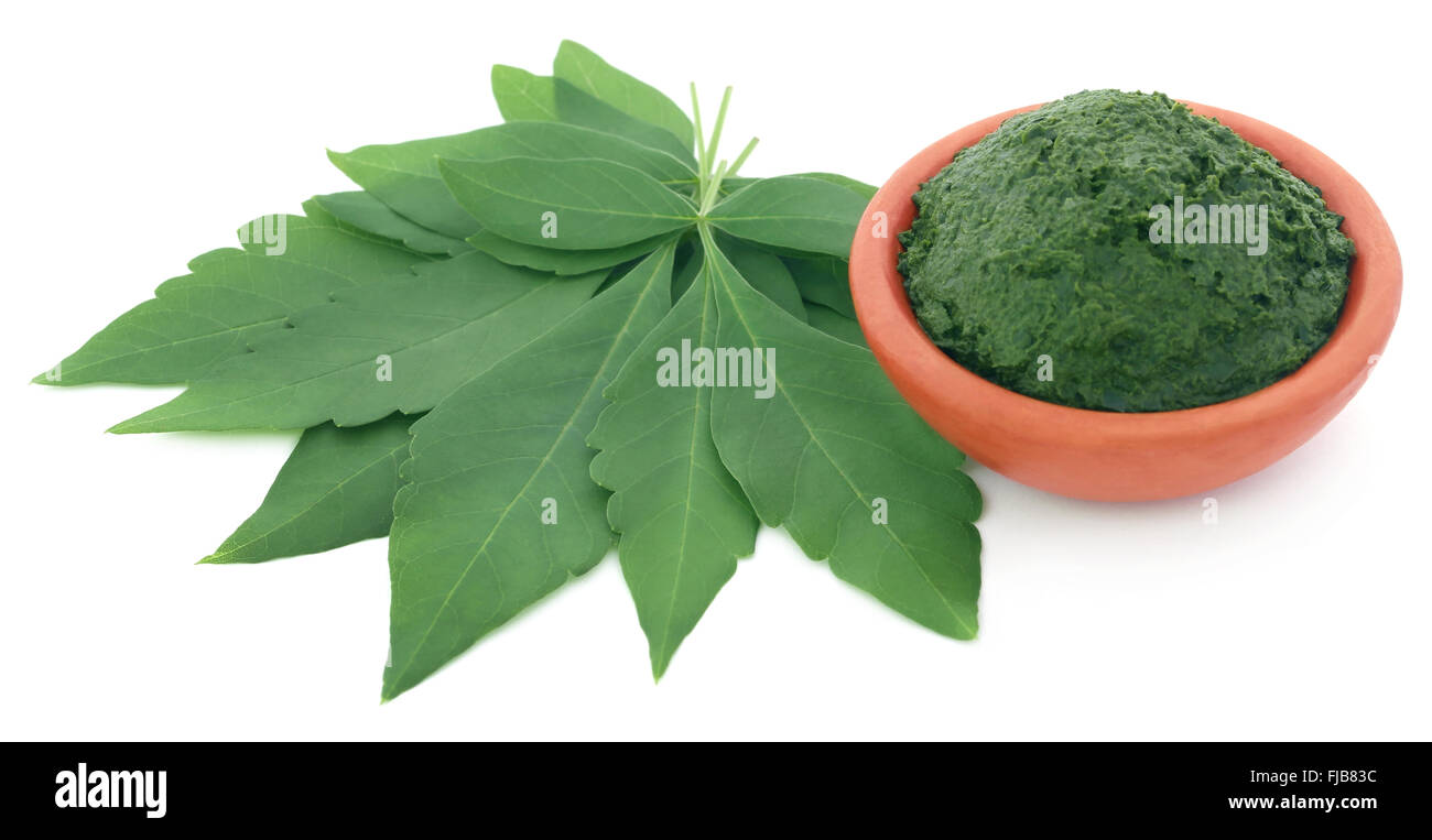 Mashed vitex Negundo or Medicinal Nishinda leaves over white backgroune ...