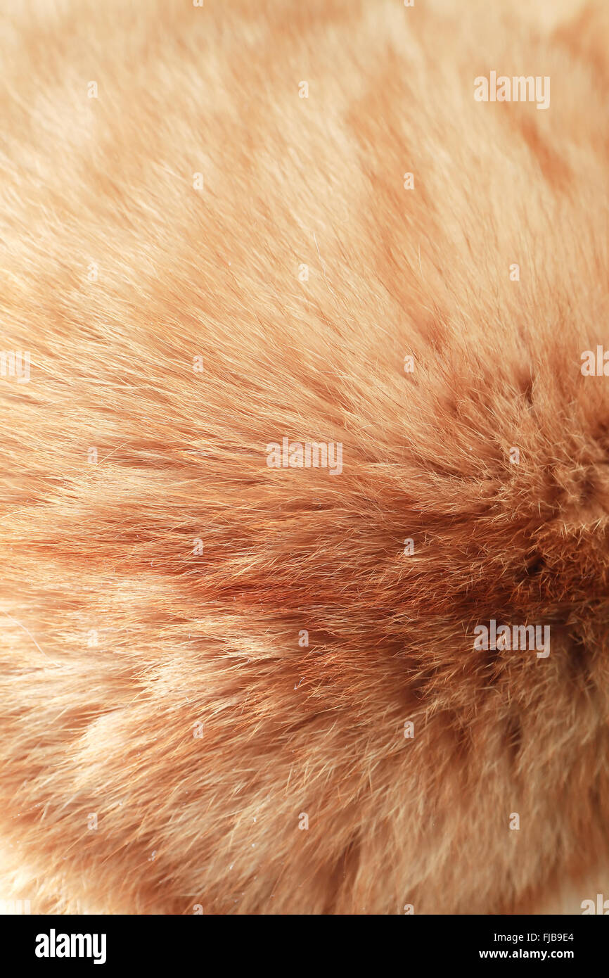 Mammal fauna hi-res stock photography and images - Alamy